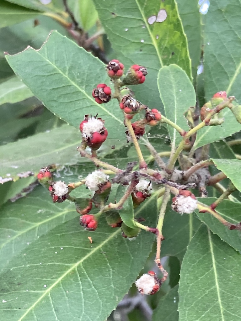 Toyon Fruit Gall Midge from Cuesta Canyon Park, San Luis Obispo, CA, US ...