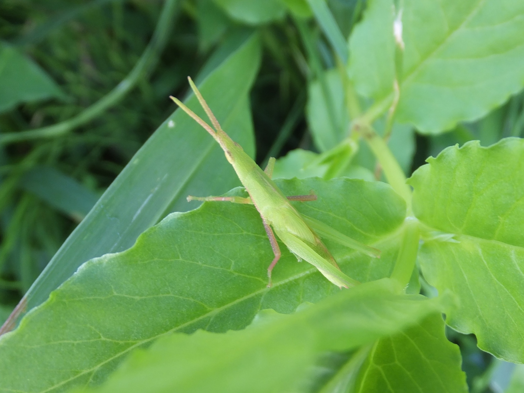 Atractomorpha lata (Mochulsky, 1866)