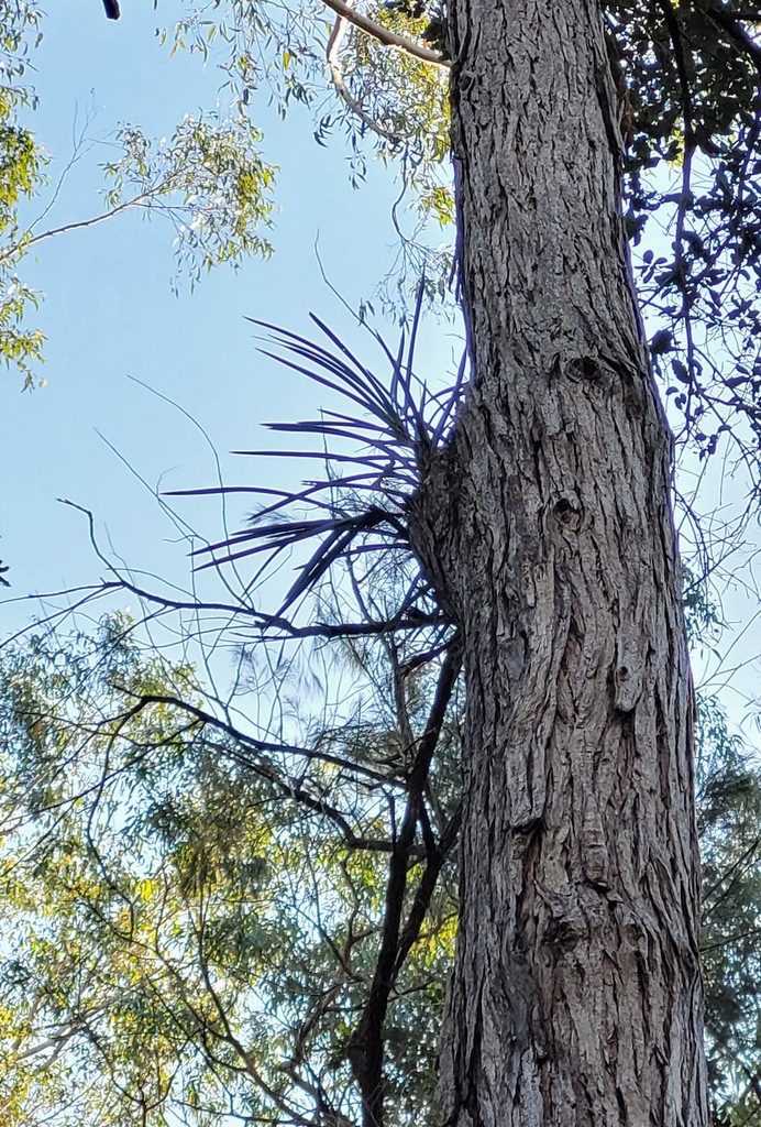 Snake Orchid from Sydney NSW, Australia on July 29, 2022 at 11:10 AM by ...