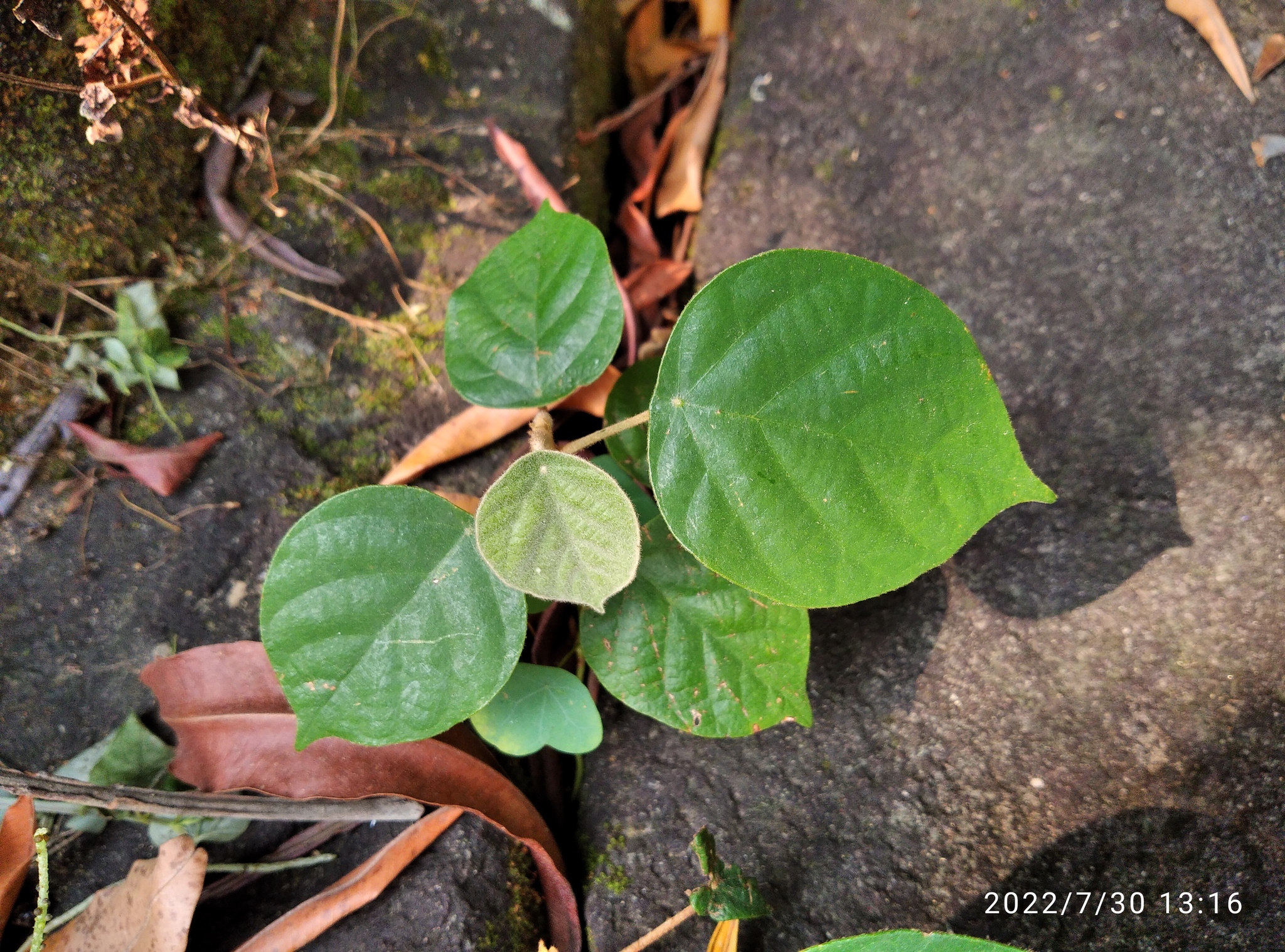 Pterospermum javanicum Jungh.