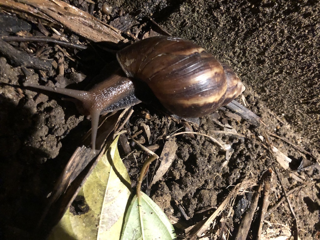 African Giant Snail from Cu Nam, Bo Trach, Quang Binh, VN on July 21 ...