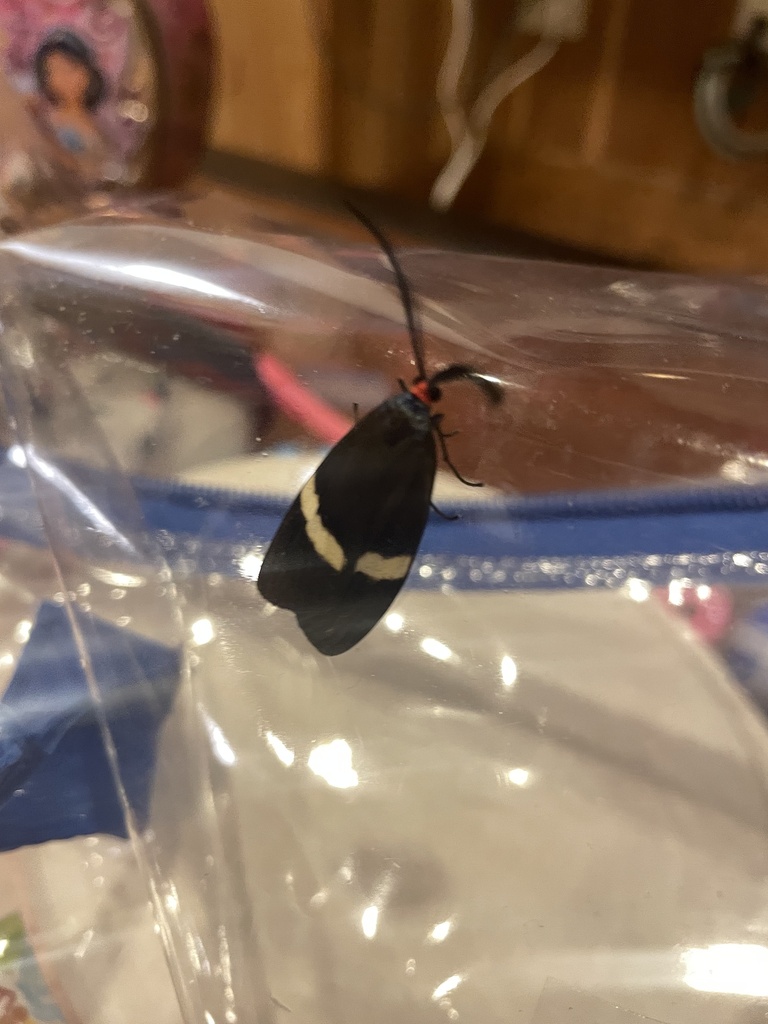 Pidorus atratus from 妙高戸隠連山国立公園, 上水内郡信濃町, 長野県, JP on July 30, 2022 at ...