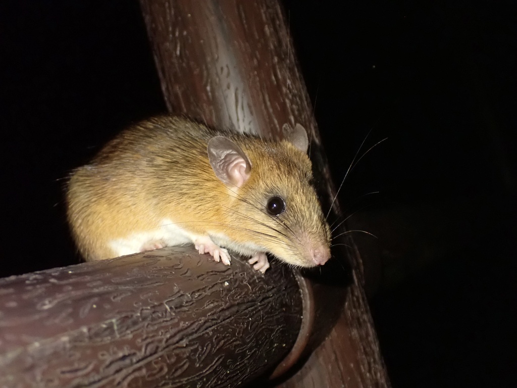 Chestnut White-bellied Rat in July 2022 by Tse Chung Yi · iNaturalist