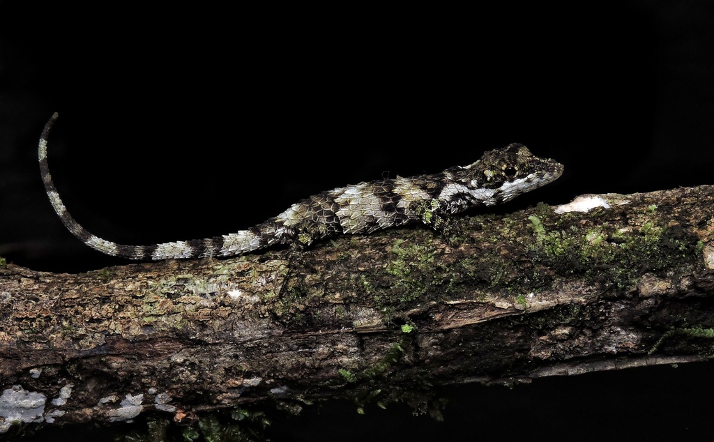 Pygmy Lizard in November 2021 by Shaveen Madushka · iNaturalist