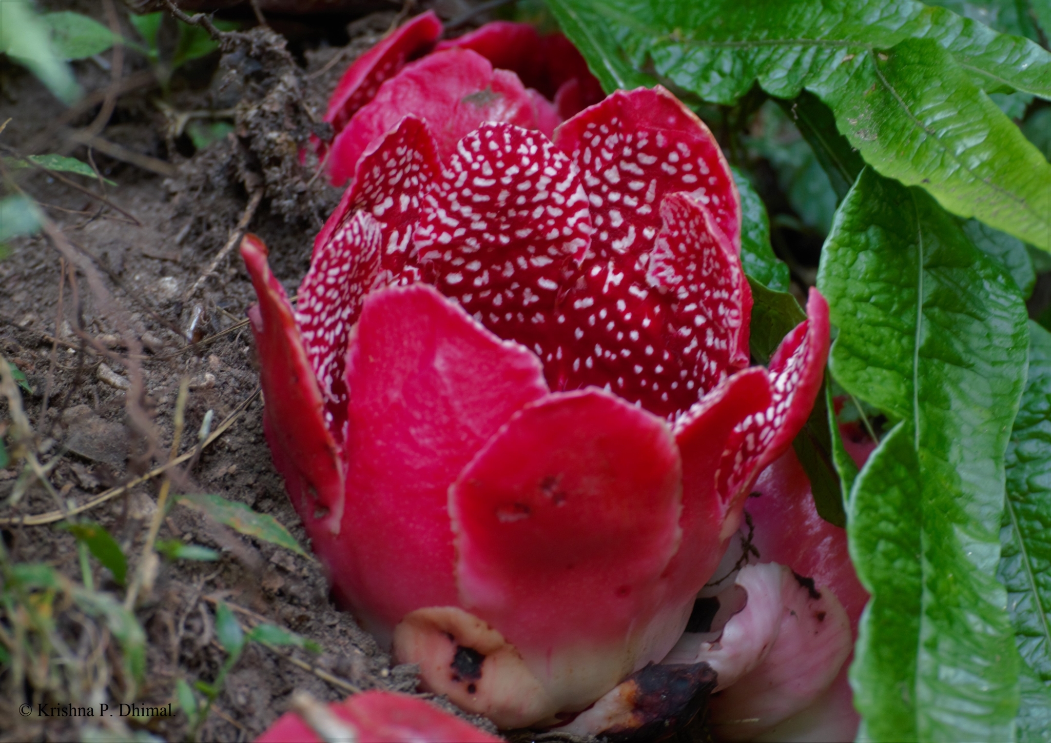 Sapria himalayana Griff.