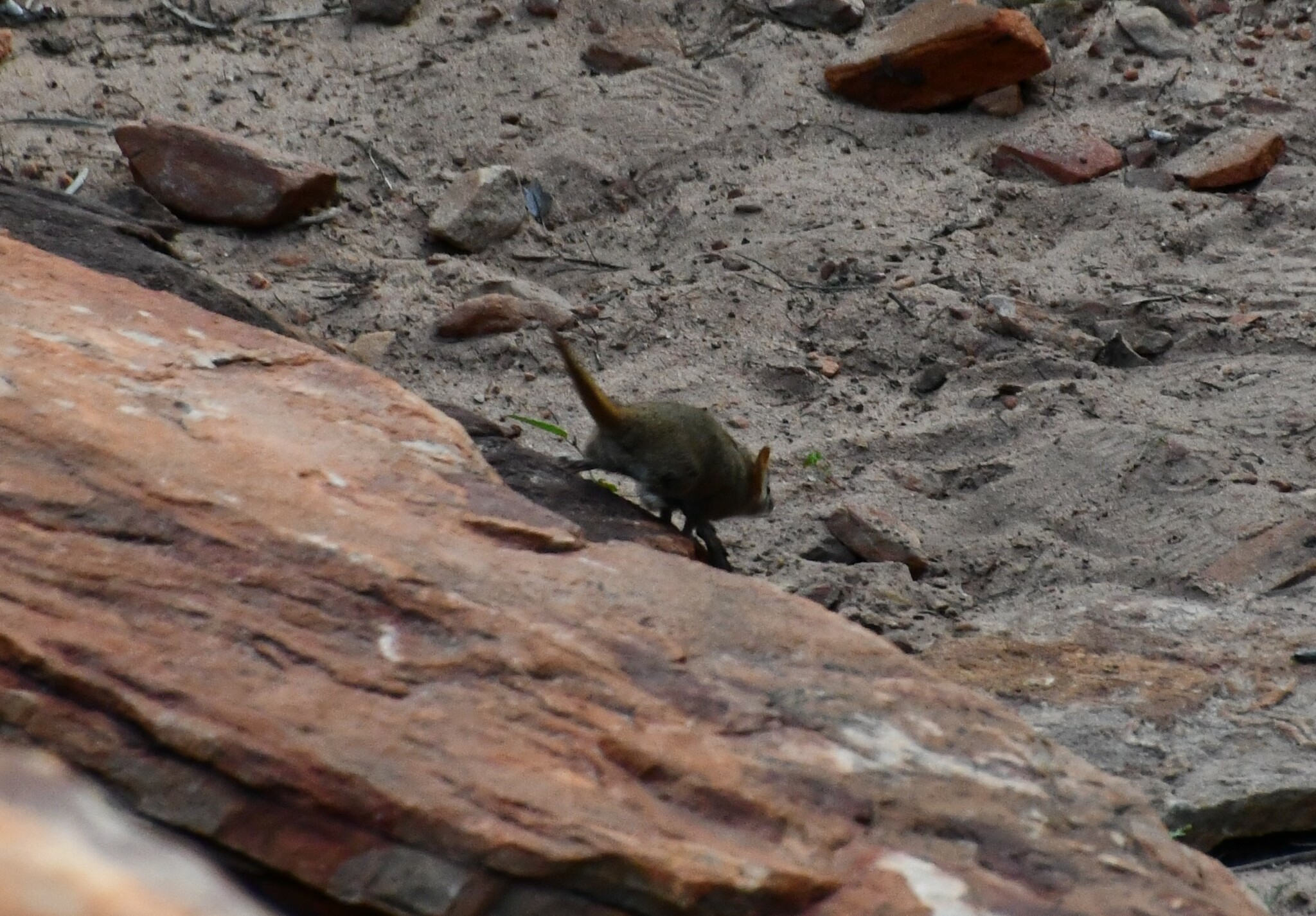 Pseudantechinus Tate, 1947