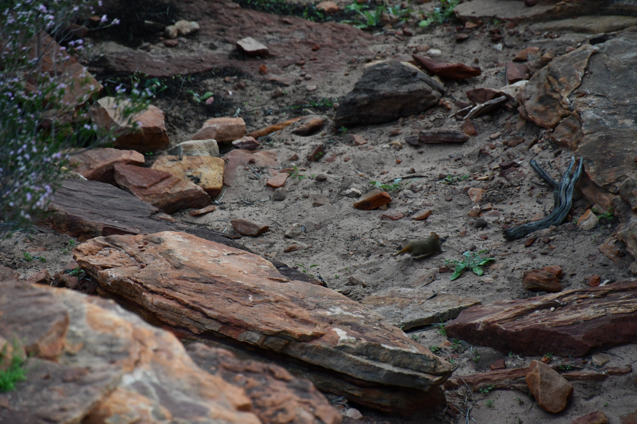 Pseudantechinus Tate, 1947