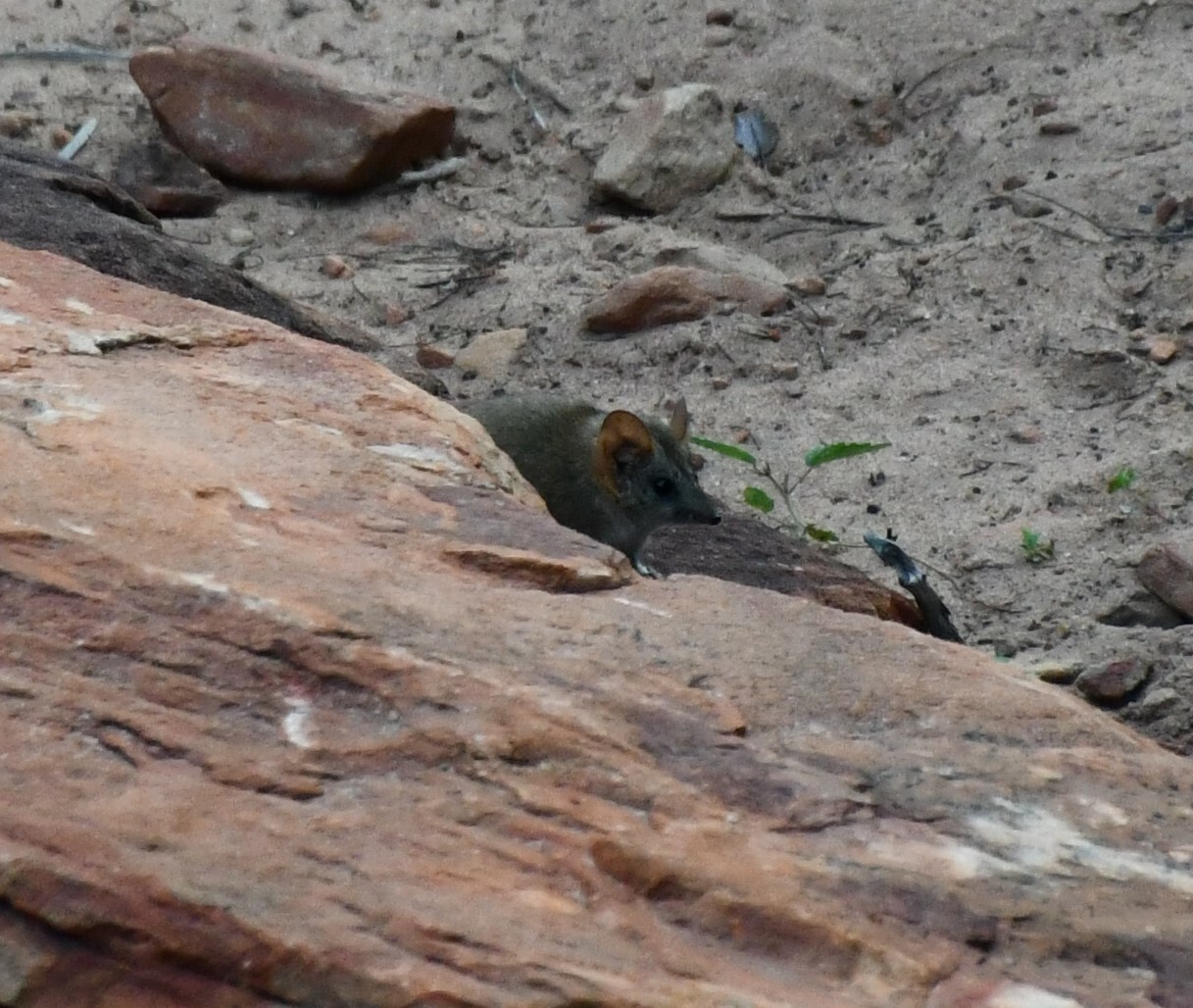 Pseudantechinus Tate, 1947