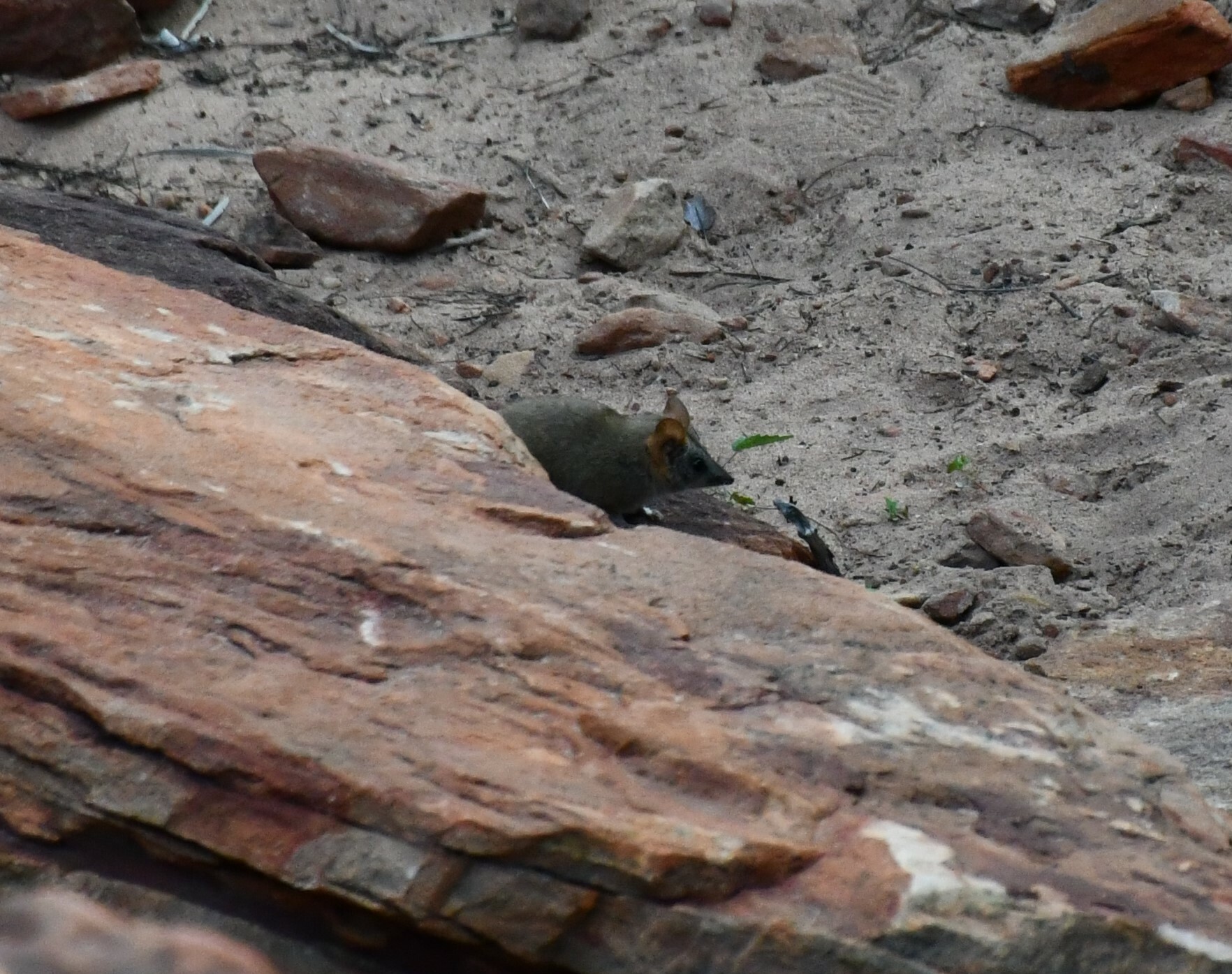 Pseudantechinus Tate, 1947