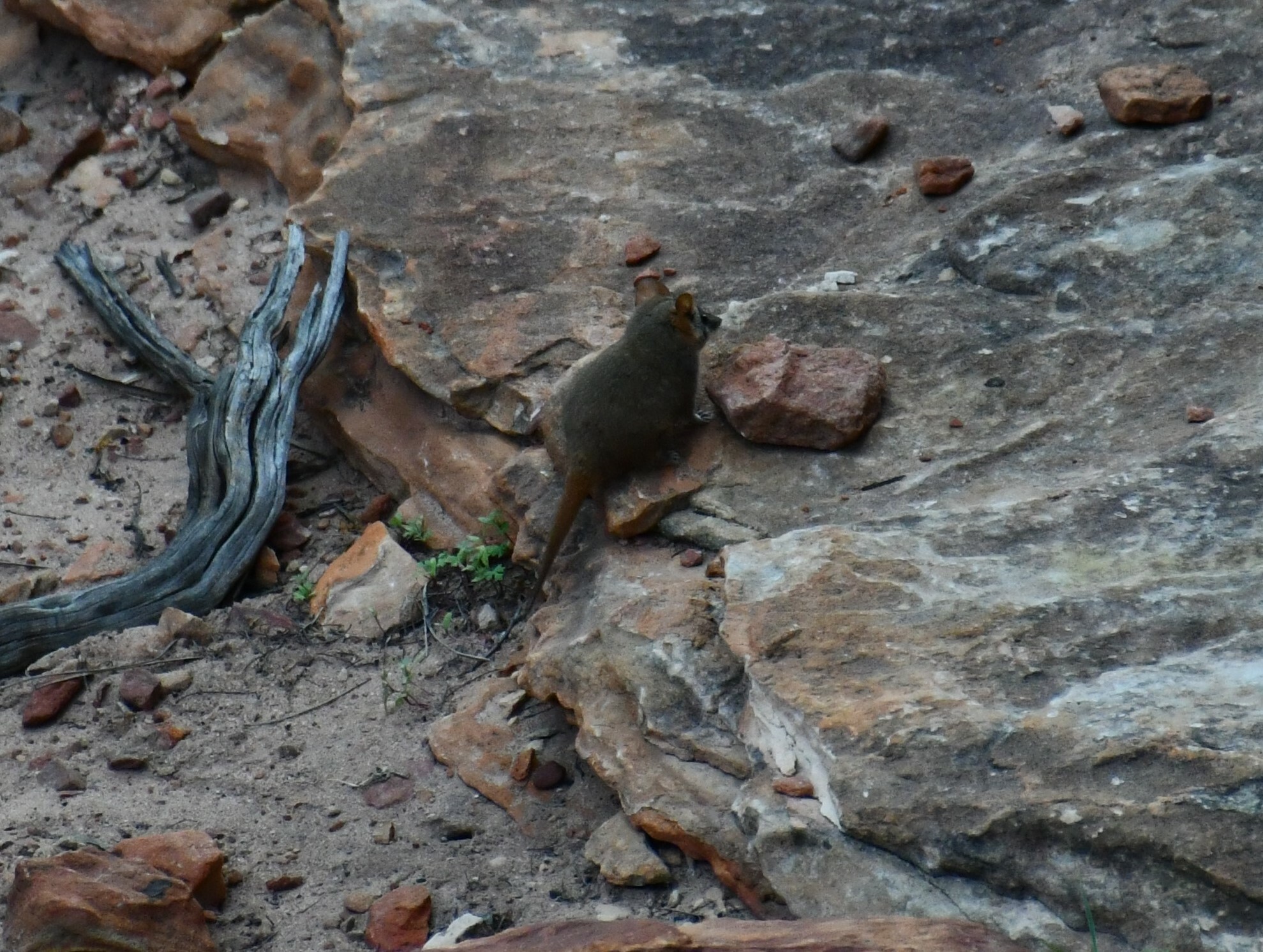 Pseudantechinus Tate, 1947