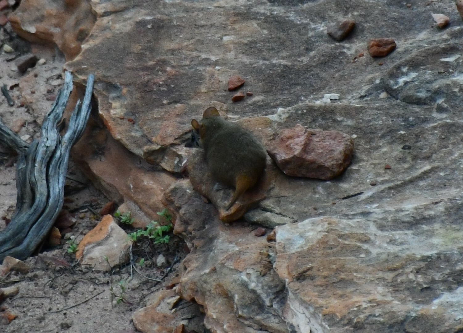 Pseudantechinus Tate, 1947