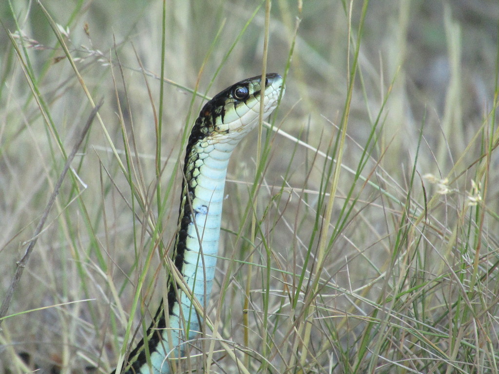 Puget Sound Garter Snake (Washington: Olympic Peninsula) · iNaturalist