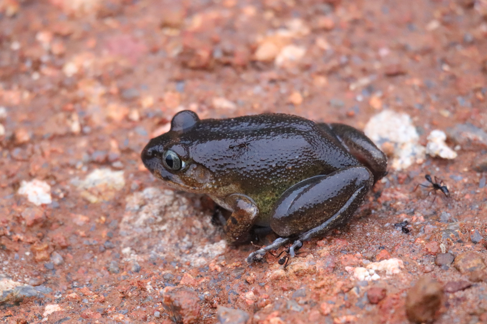 Astylosternus occidentalis Parker, 1931