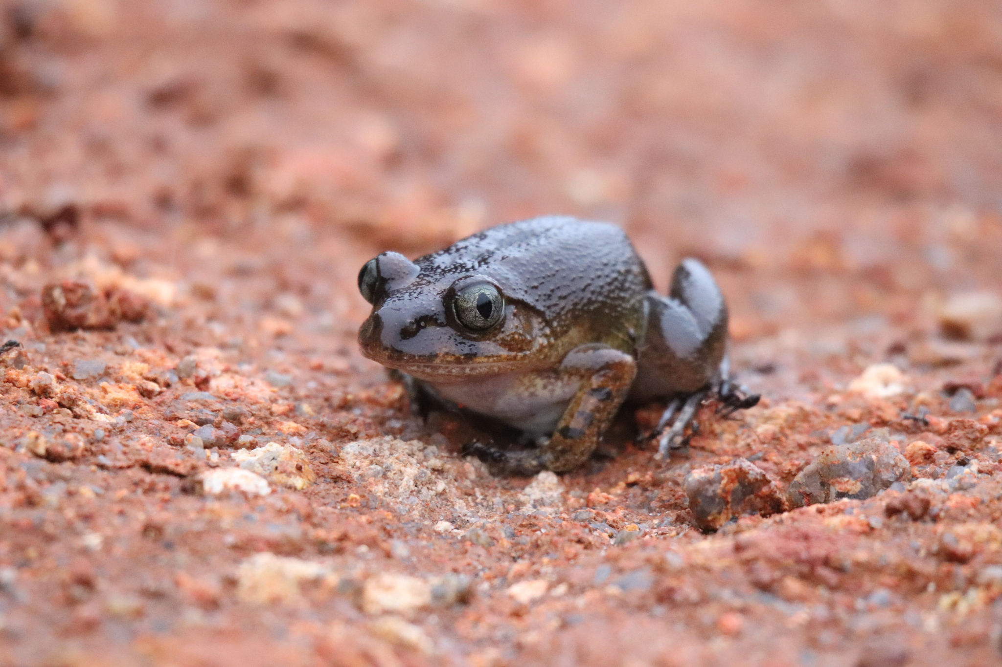 Astylosternus occidentalis Parker, 1931