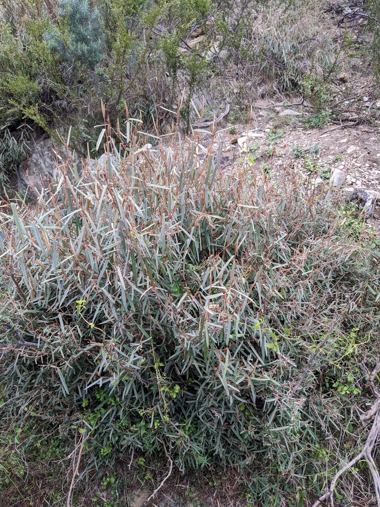 slender velvet-bush from Merrimu VIC 3340, Australia on July 31, 2022 ...