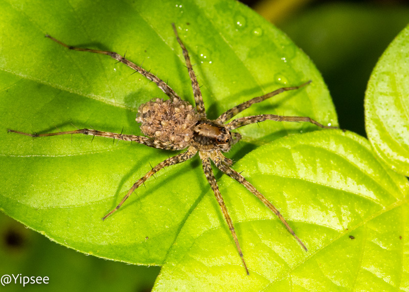 Leopard Spider from Mae Sa waterfall on July 31, 2022 at 09:31 AM by ...