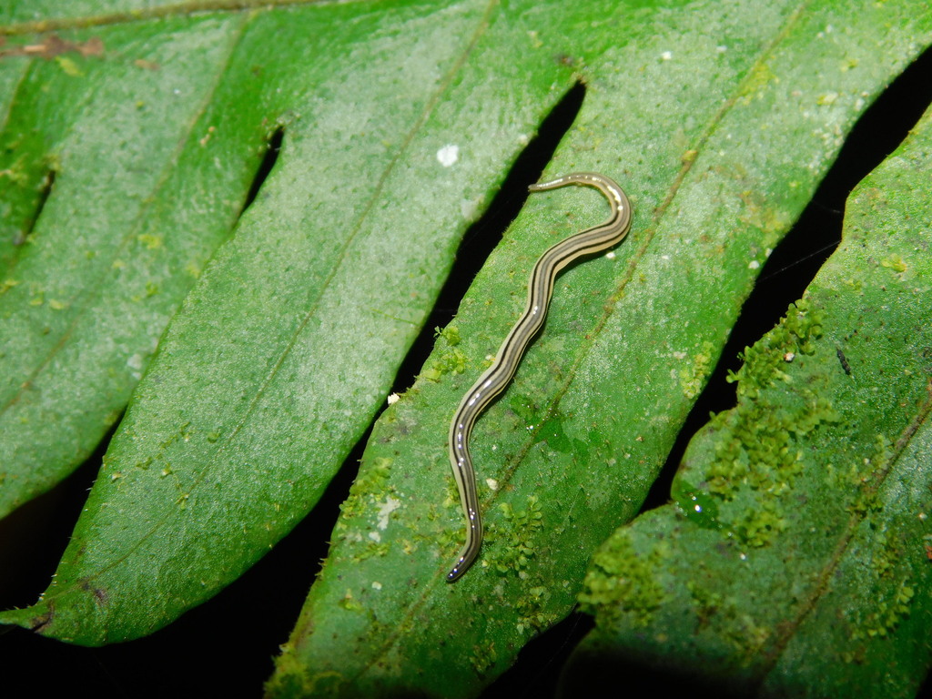 Anisorhynchodemus nematoides from Pasirtamiang, Ciamis Regency, West ...