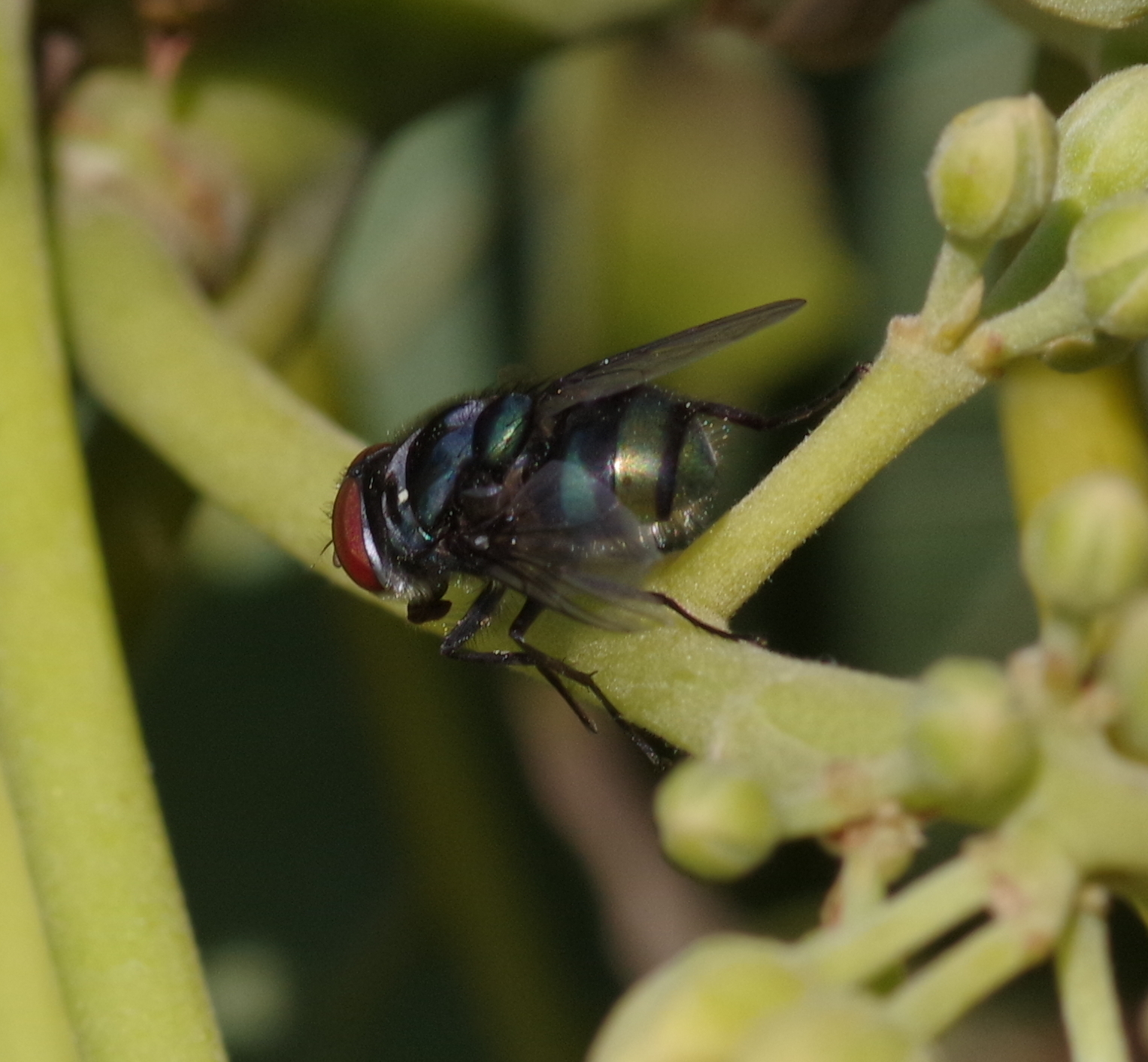 Chrysomya chloropyga (Wiedemann, 1818)