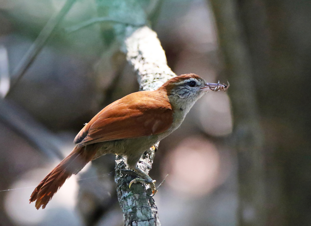 Rusty-backed Spinetail from Поконе - Мату-Гросу, 78175-000, Бразилия on ...