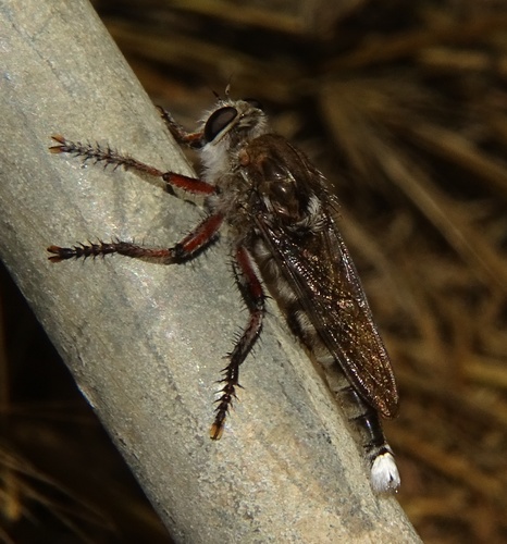 White-faced Robber Fly (Promachus albifacies)
