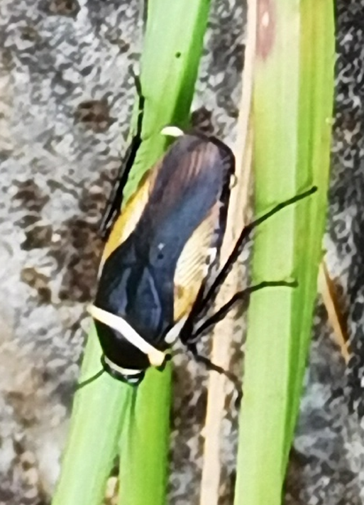Hemithyrsocera vittata from 中国云南省文山壮族苗族自治州 on July 23, 2022 at 05:20 PM ...