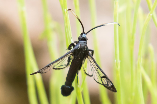 Synanthedon arctica · iNaturalist Mexico