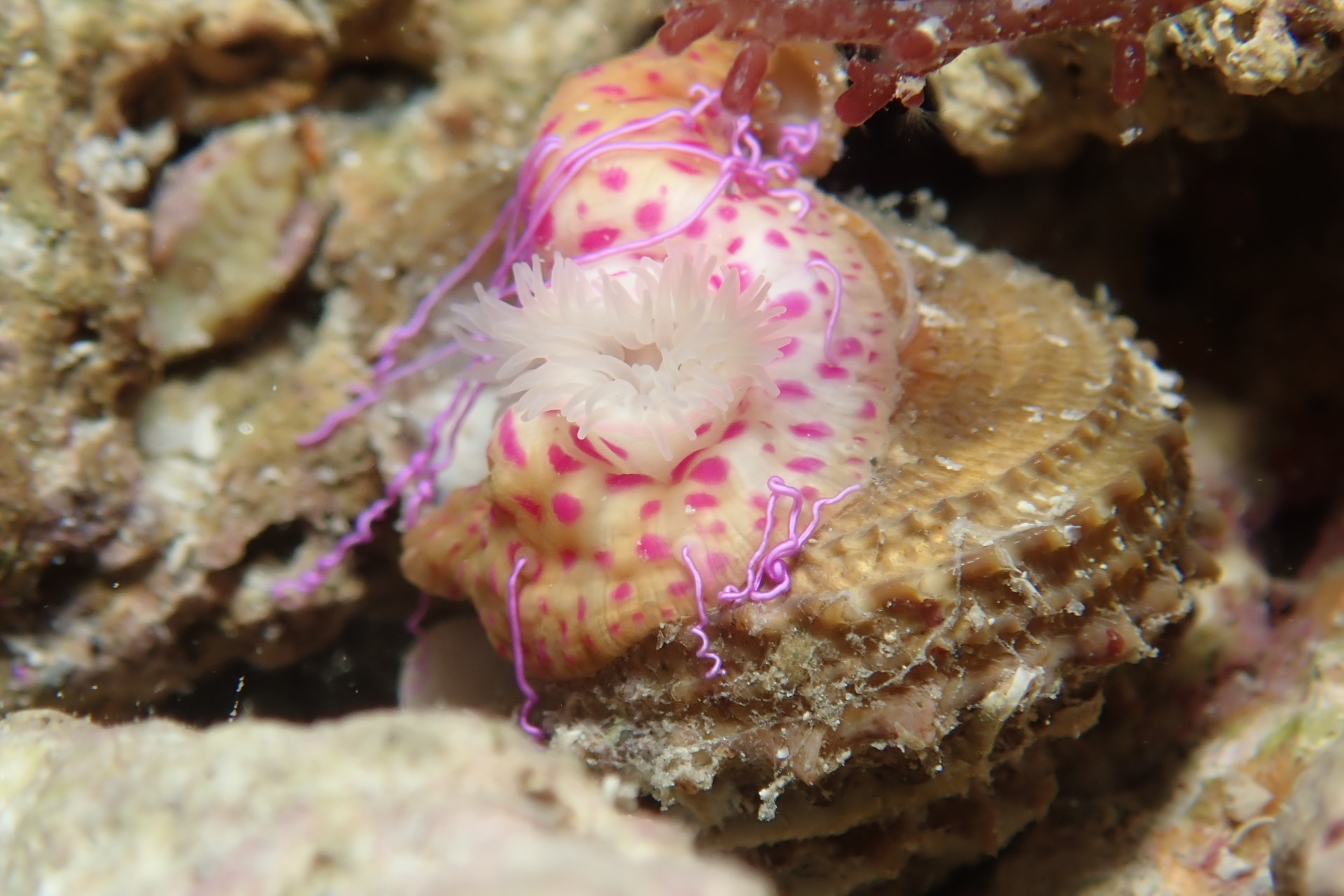 Adamsia palliata (Fabricius, 1779)