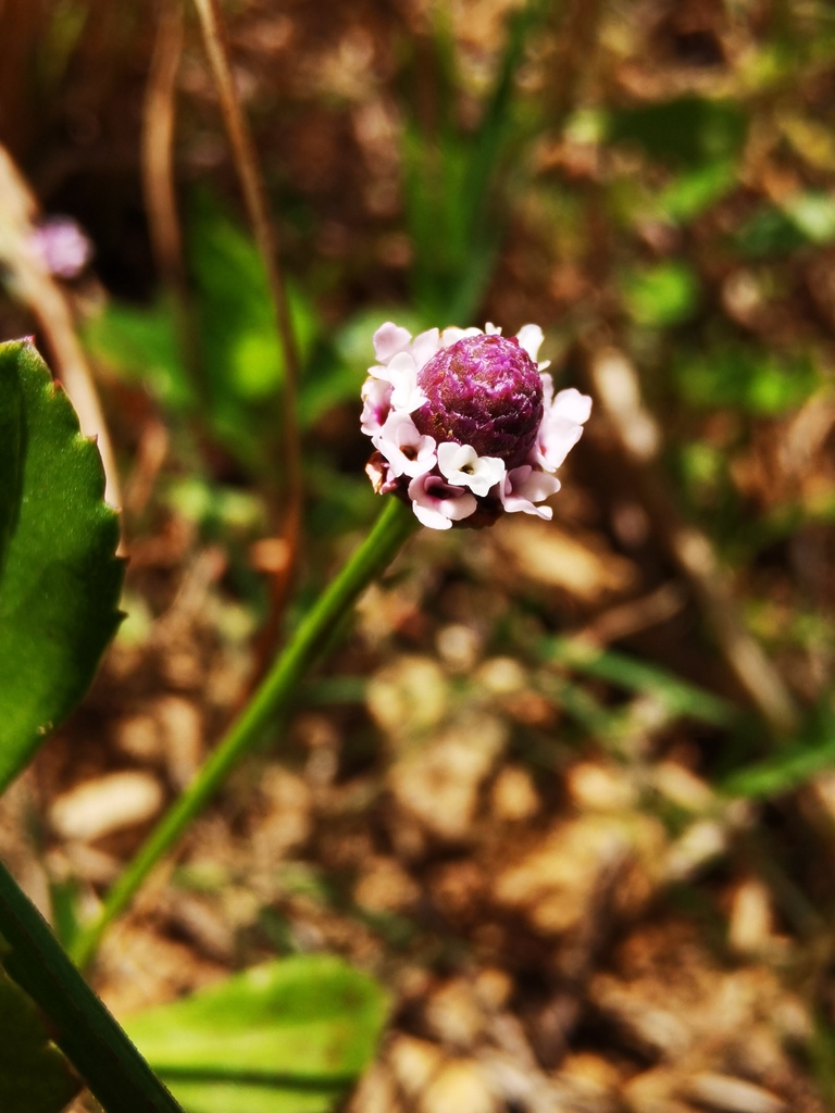 turkey tangle frogfruit from 中国云南省文山壮族苗族自治州 on July 26, 2022 at 12:58 ...