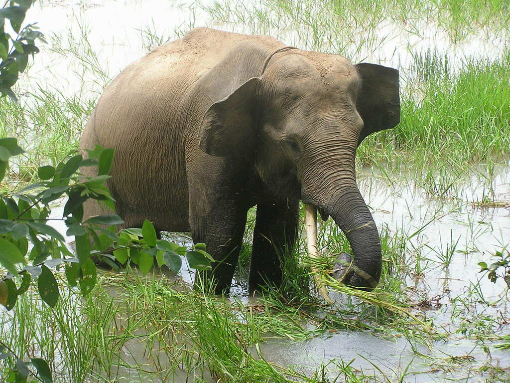 Sumatran Elephant in January 2004 by Peter and Shelly · iNaturalist