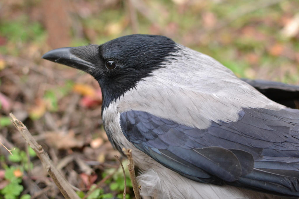 Hooded Crow (Corvus cornix) - Avian Discovery