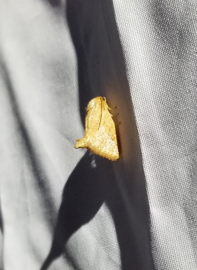 Red-crossed Button Slug Moth from Boswell, PA 15531, USA on July 30 ...