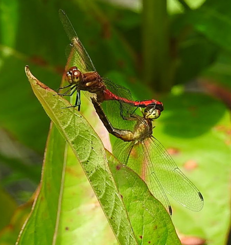 Ruby Meadowhawk (Sympetrum rubicundulum) (Wildlife of the United States ...
