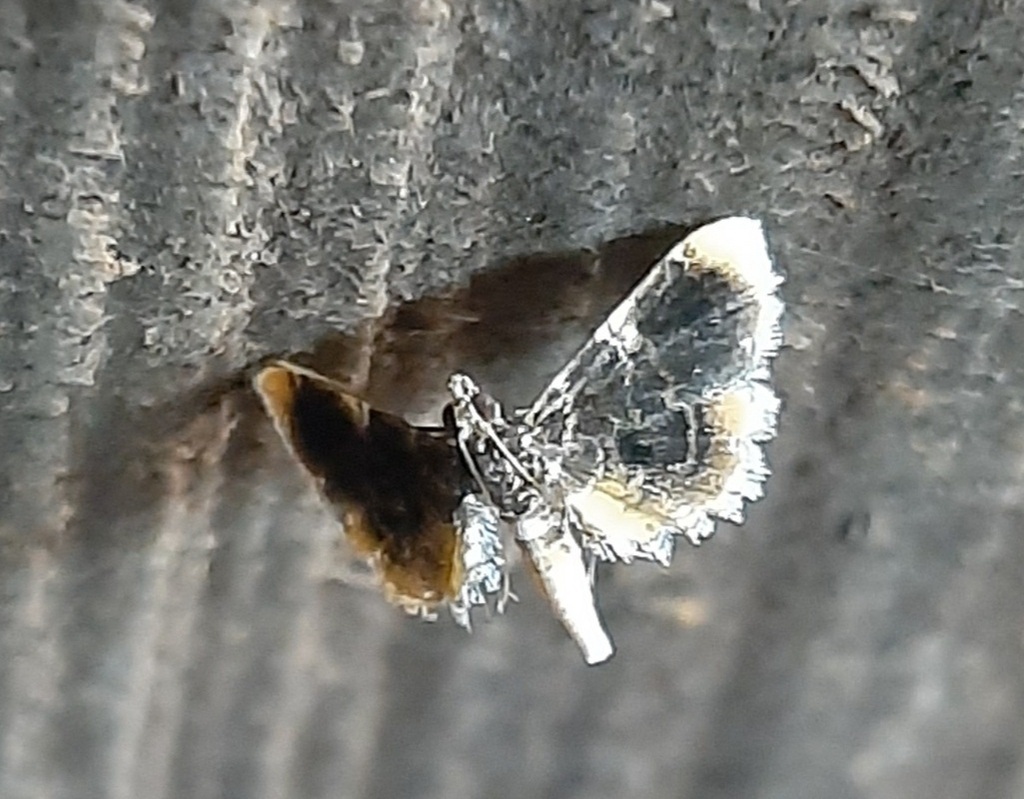 Thysanoidma octalis from Dhamandevi Mohalla, Maharashtra 415605, India ...