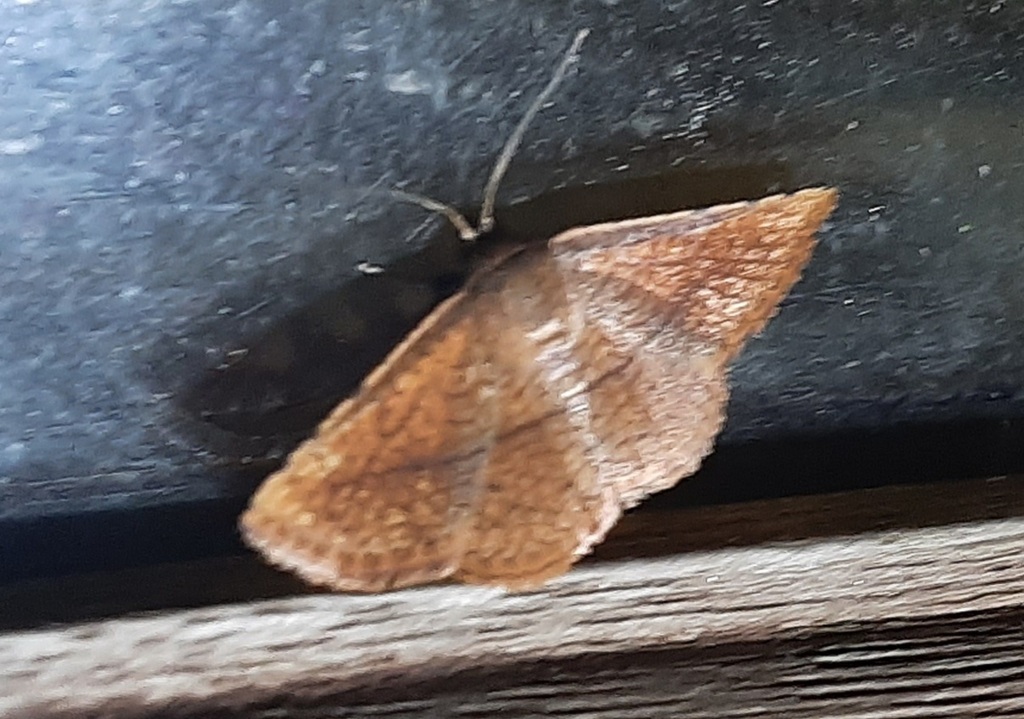 Striglina from Dhamandevi Mohalla, Maharashtra 415605, India on July 30 ...