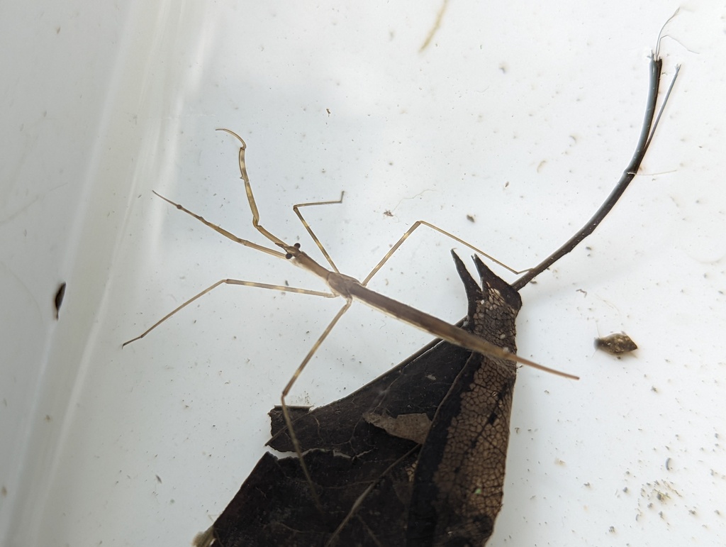 Ranatra linearis from Stratford, London, UK on July 29, 2022 at 03:07 ...