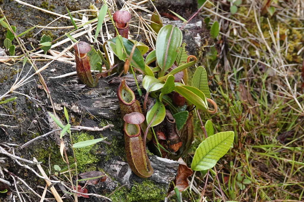 great pitcher-plant from Yalimo Regency, Papua, Indonesia on June 24 ...