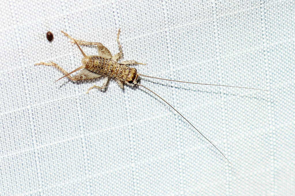 Japanese Burrowing Cricket from Plano, TX, USA on July 30, 2022 at 07: ...