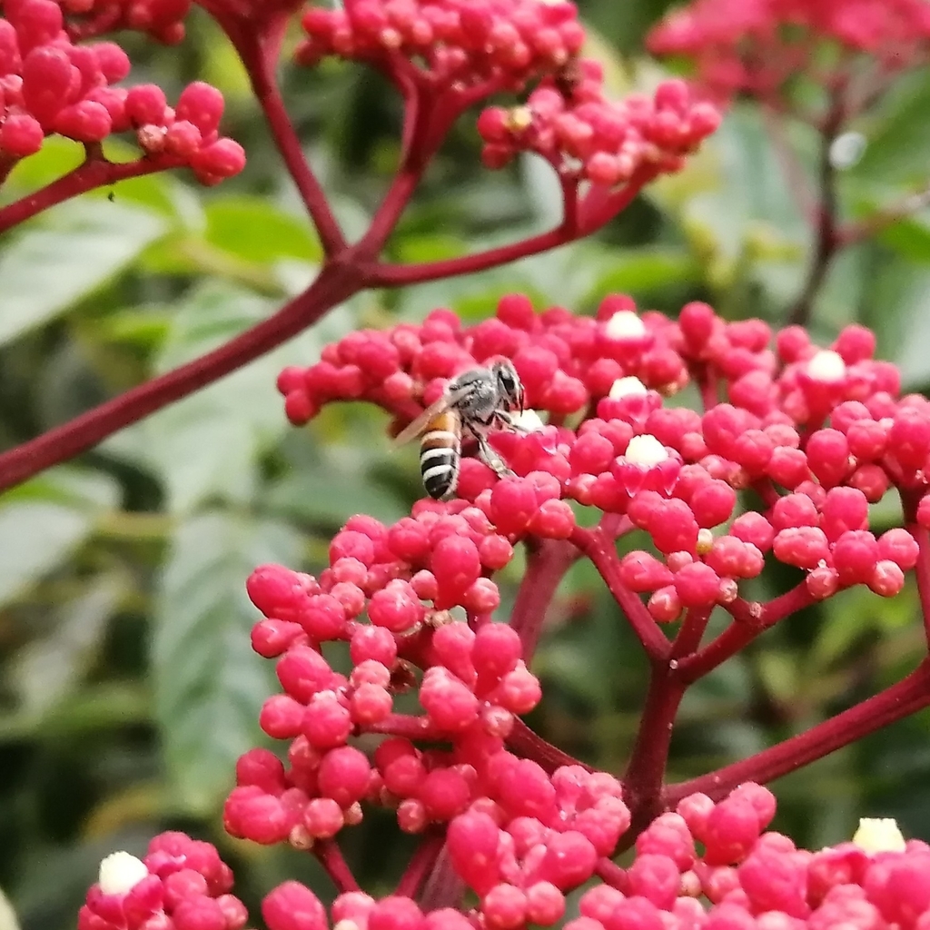 Red Dwarf Honey Bee from Springleaf Nature Park on July 31, 2022 at 04: ...