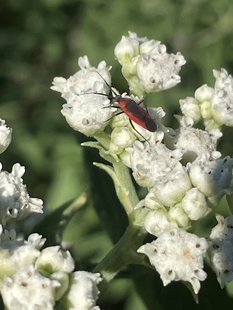 Lopidea instabilis from Willow St, South Portland, ME, US on July 30 ...