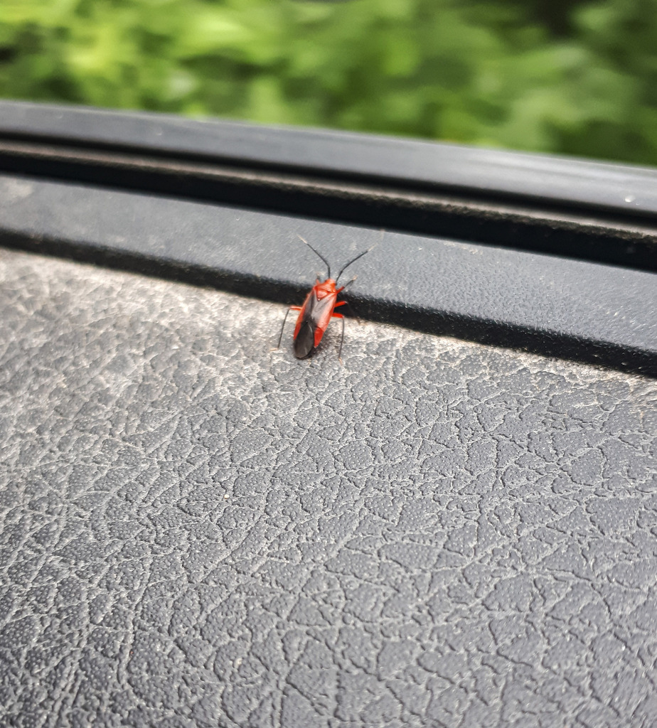 Plant Bugs from Côte-Nord, QC, Canada on July 28, 2022 at 04:09 PM by ...