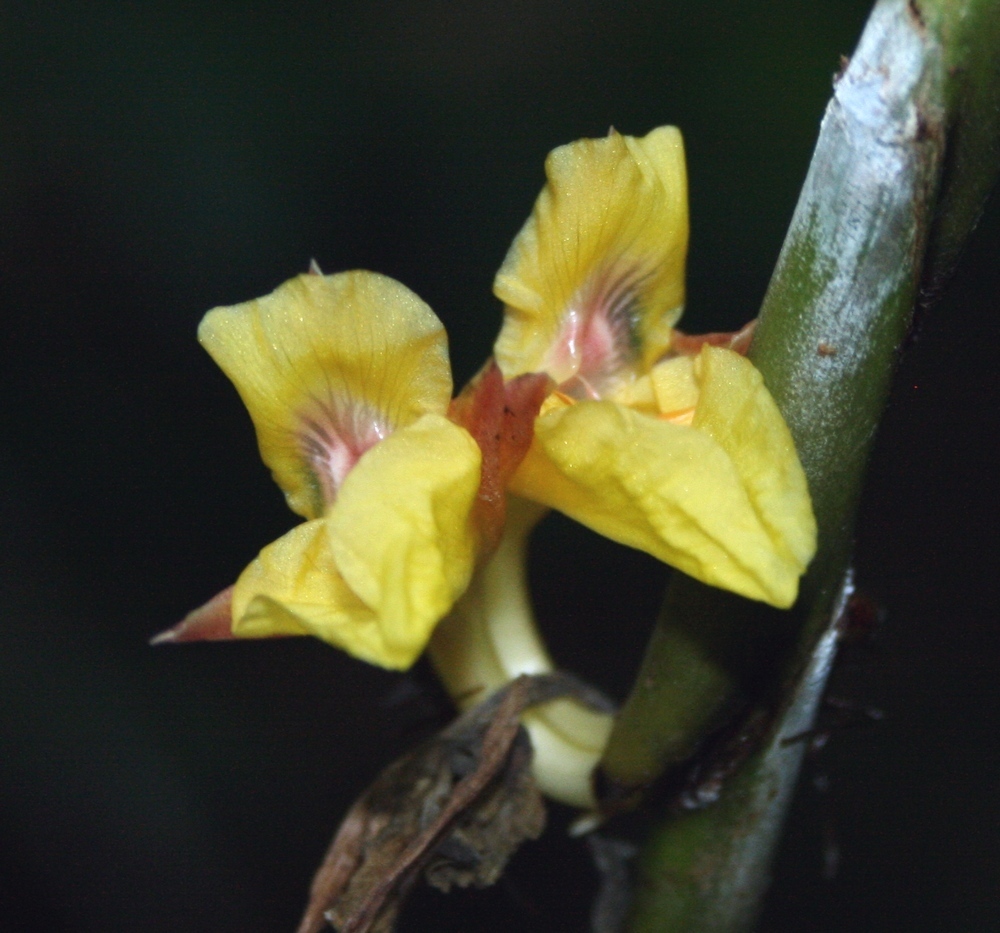 (Ischnosiphon obliquus) - Botanical Realm