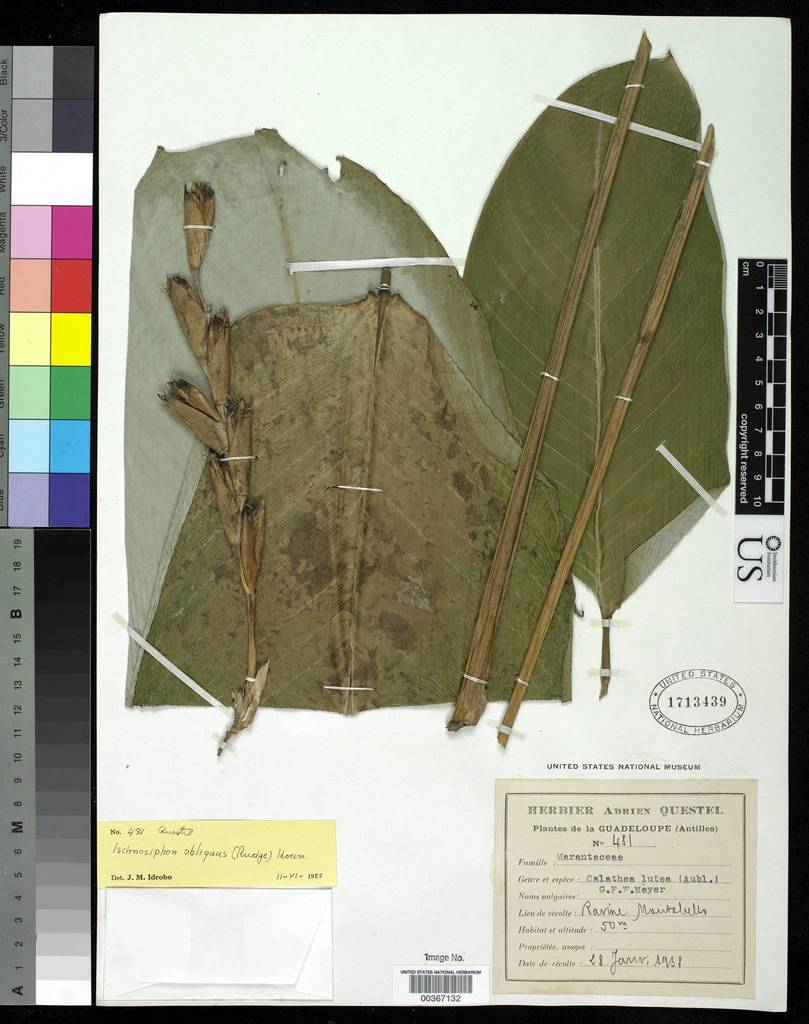 (Ischnosiphon obliquus) - Botanical Realm