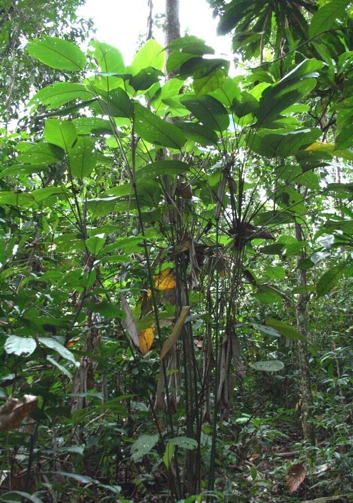 (Ischnosiphon obliquus) - Botanical Realm