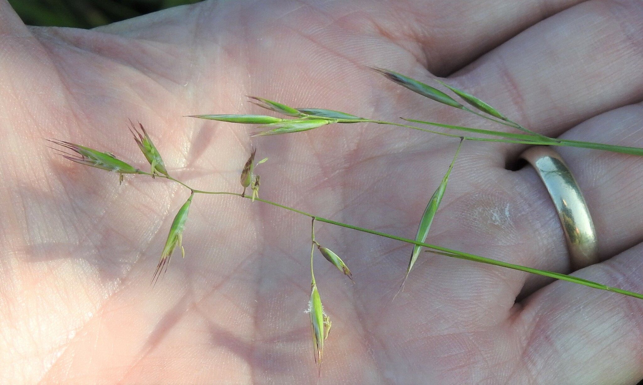 Danthonia compressa Austin