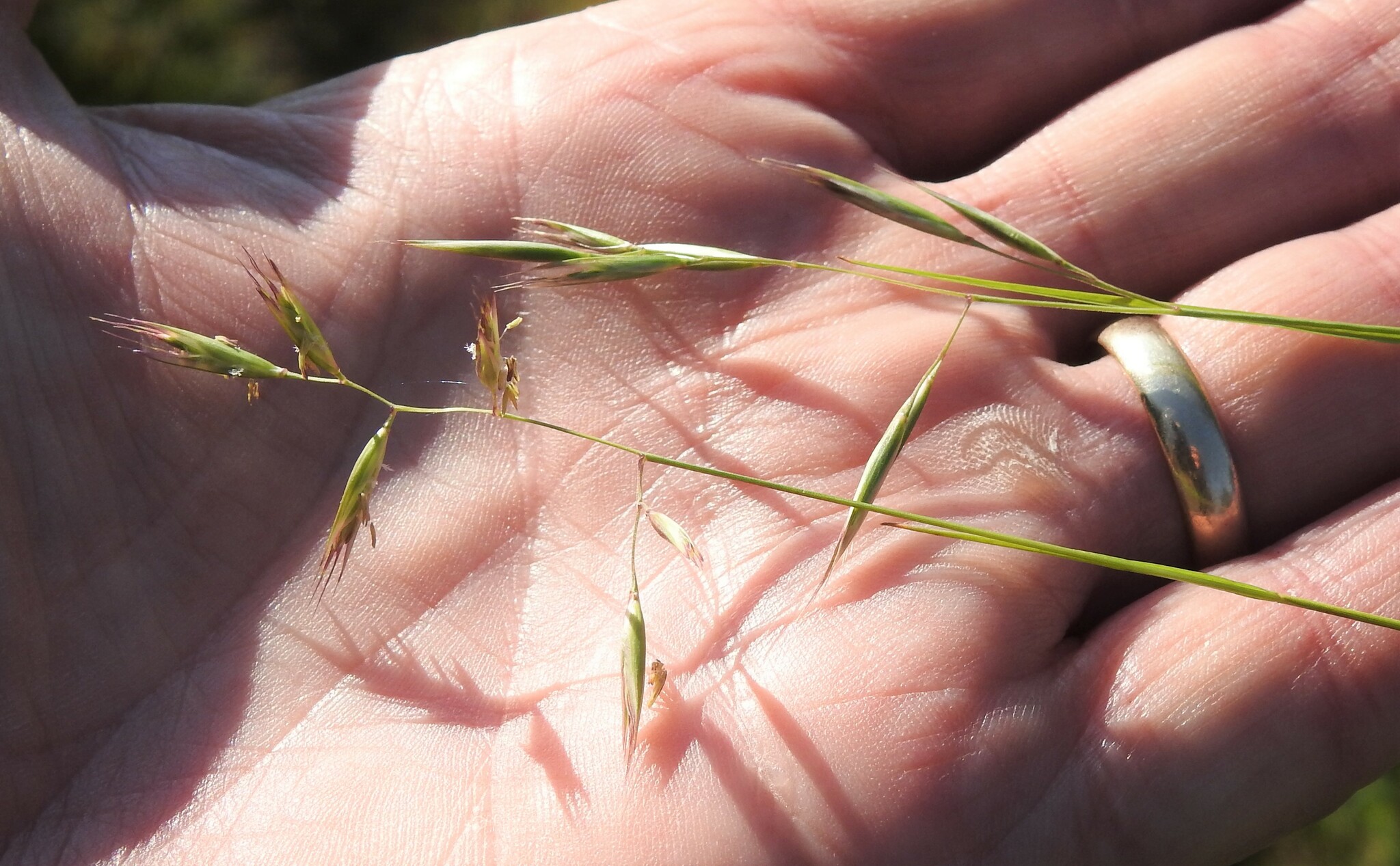 Danthonia compressa Austin