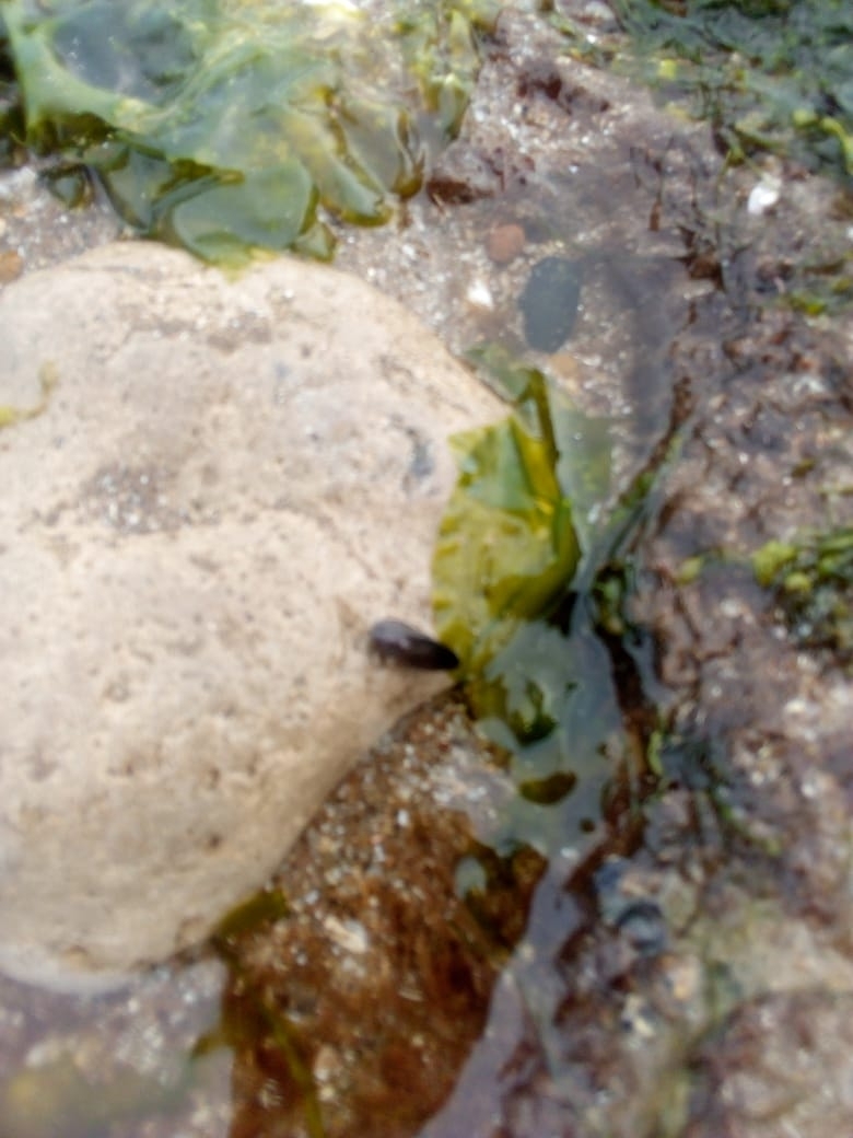 Brachidontes rodriguezii (d'Orbigny, 1842)