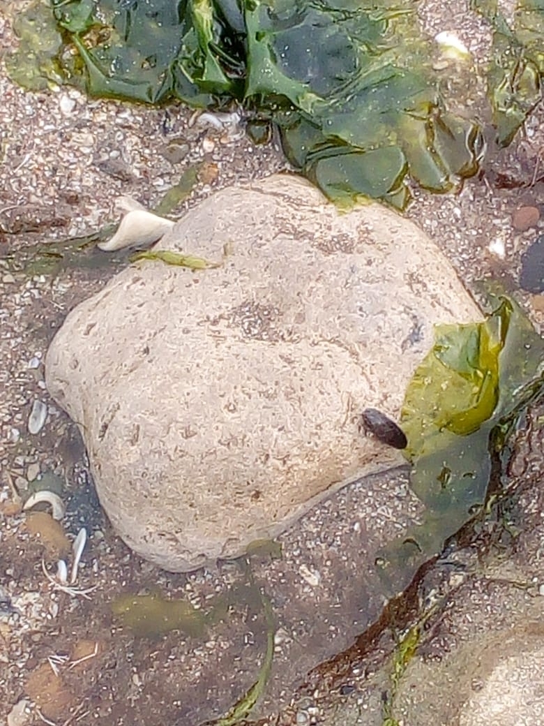 Brachidontes rodriguezii (d'Orbigny, 1842)