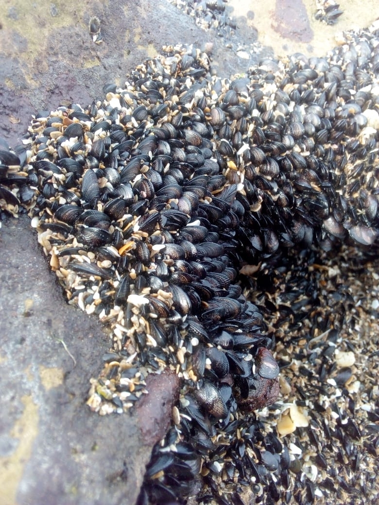 Brachidontes rodriguezii (d'Orbigny, 1842)