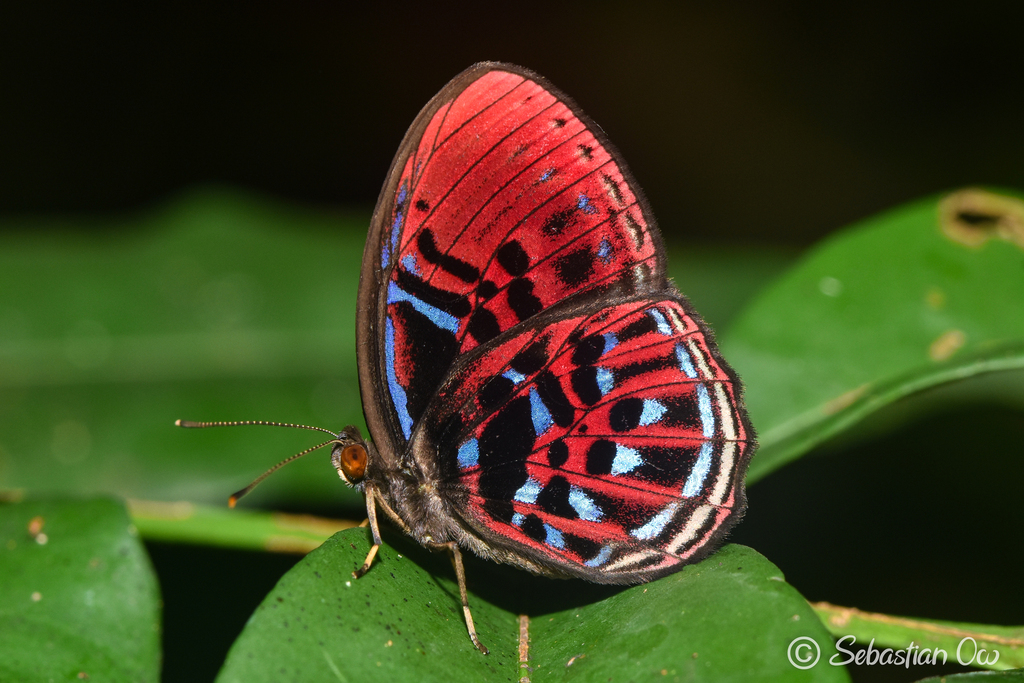Banded Red Harlequin from Pahang, Malaysia on July 26, 2022 at 05:28 PM ...
