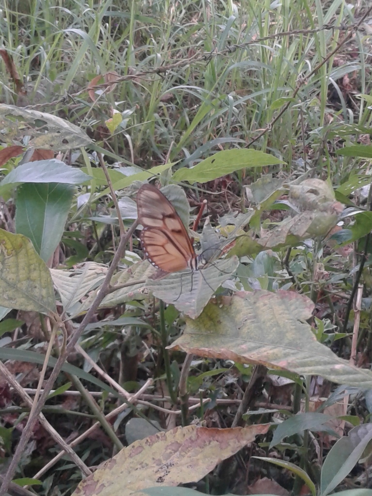 Athesis clearista colombiensis (MARIPOSAS DE SAN ANTONIO DEL TEQUENDAMA ...